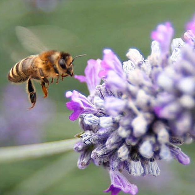 Bee Saver Kits are Part of the Friends of the Earth Bee Campaign