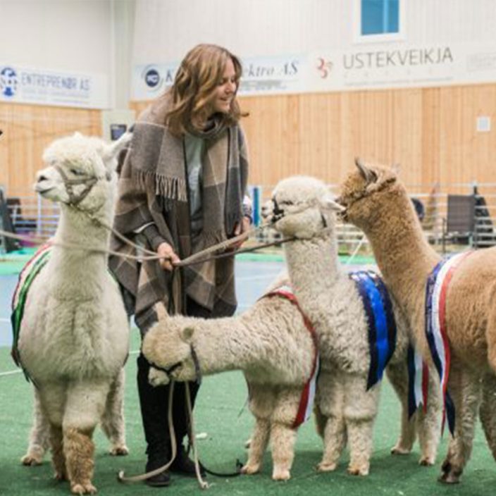 Awesome alpacas on show at Alpakkautstillingen - EFX