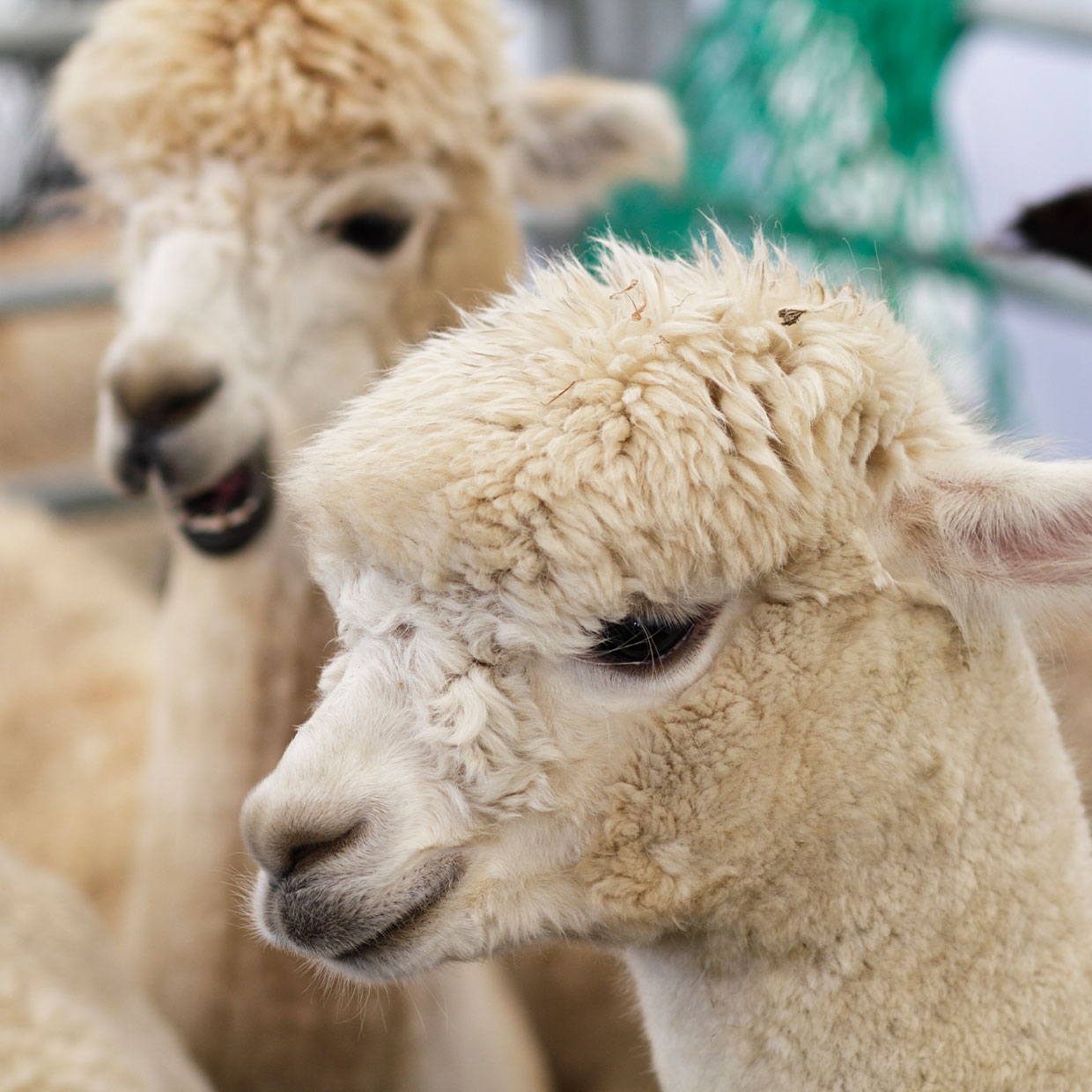 Awesome alpacas on show at Alpakkautstillingen - EFX