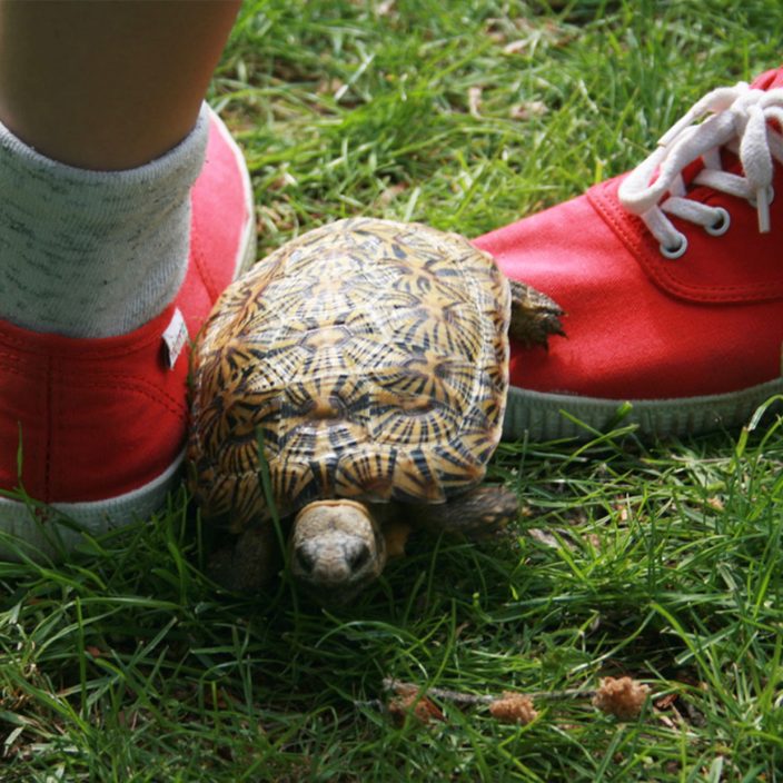 Once Again, the Tortoise Wins the Race! - EFX